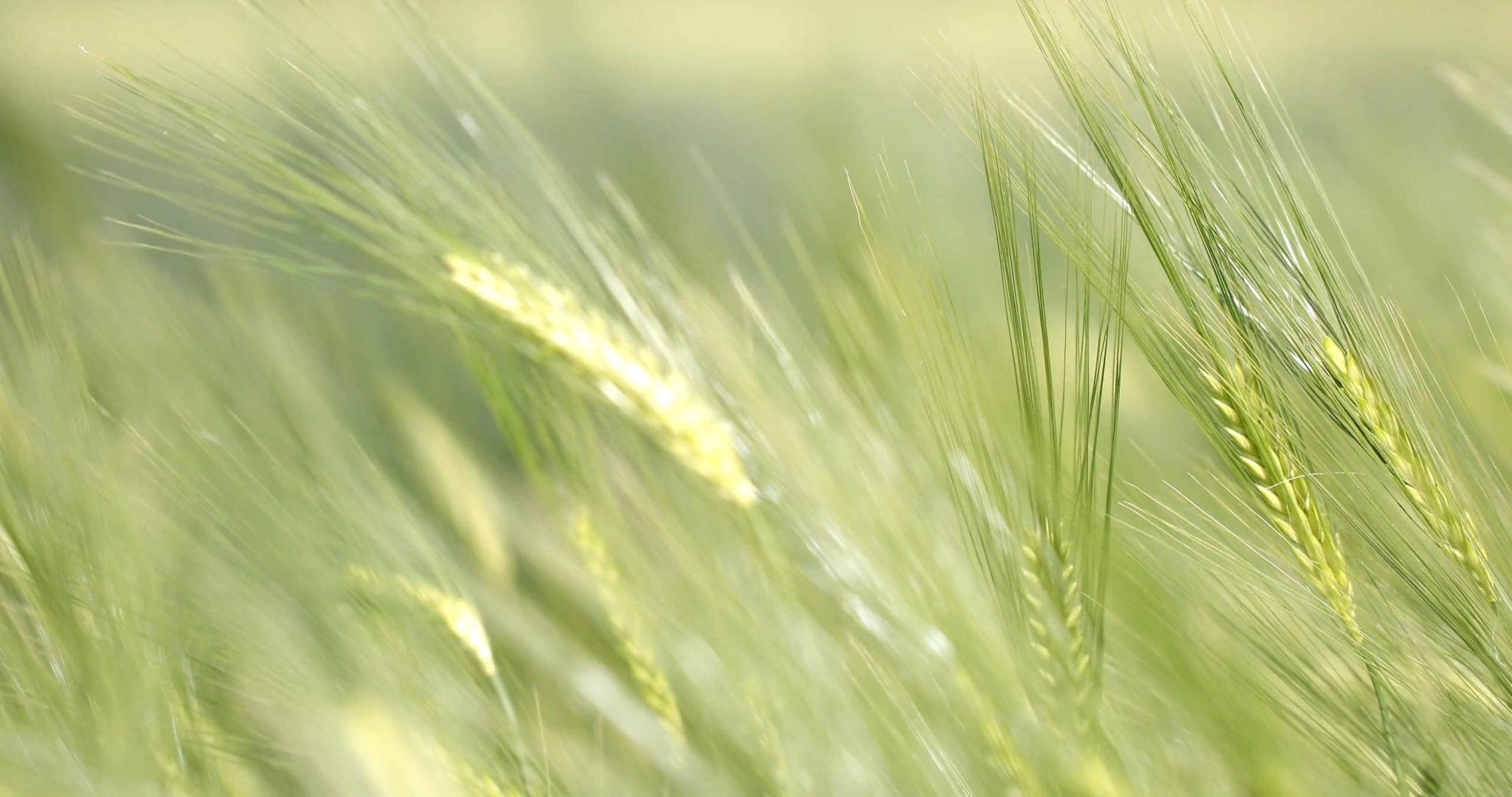 Scandagra - gudri risinājumi lauksaimniecībai